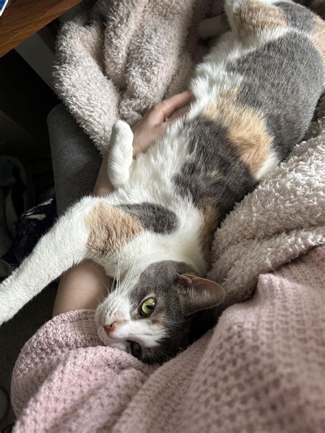 My Tabico 💕 Minnie R Tabico