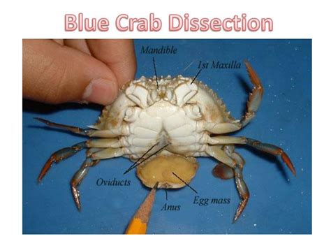 Where Are Crab Gills Located At Will Hannah Blog
