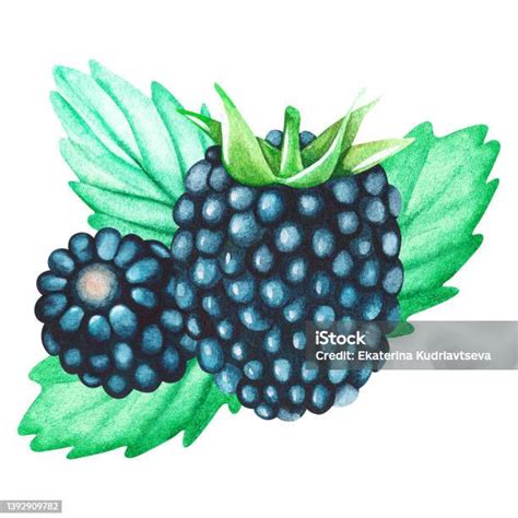 잎이있는 블랙 베리 수채화 그림 흰색 배경에 고립되어 있습니다 디자인을 위해 0명에 대한 스톡 벡터 아트 및 기타 이미지 0
