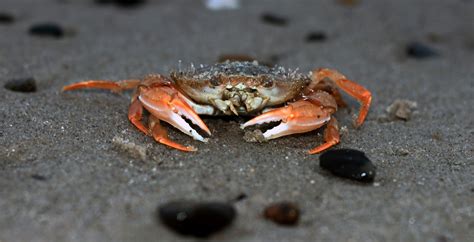 게 해변 북해 Pixabay의 무료 사진 Pixabay