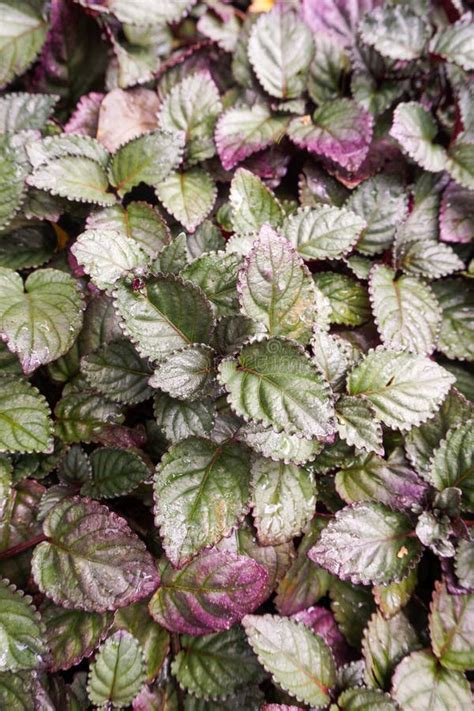 Planta Del Alternata De Hemigraphis Foto De Archivo Imagen De Planta