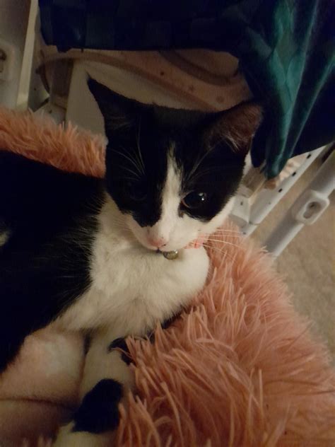 This Is Ruby And Yes She Has A Life Of Luxury R Kitten