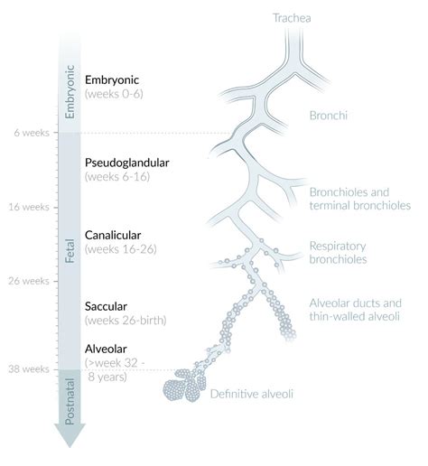 Terminal Bronchioles
