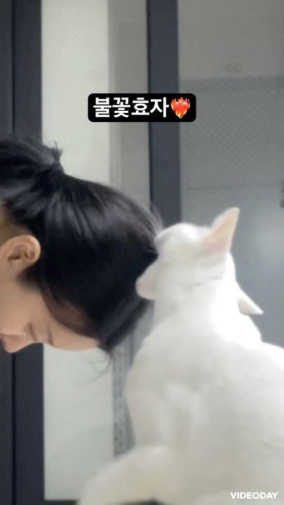 우리집 불꽃효자 이미호☺️ ️‍🔥 므리뜯즈므르ㅂㄷㅂㄷ🔥 Youtube