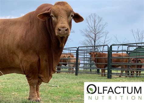 Oleobiotec Ruminant Is A Feed Olfactum Nutrition