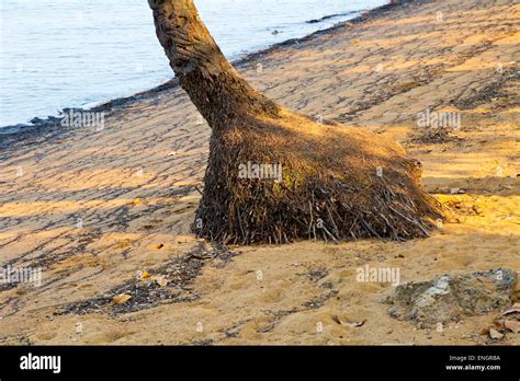Palm Tree With Roots Hi Res Stock Photography And Images Alamy