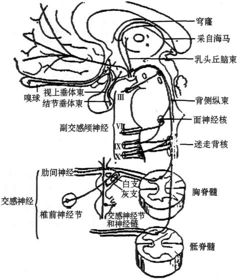一、中枢自主神经系统图16 1 1 图解神经病学