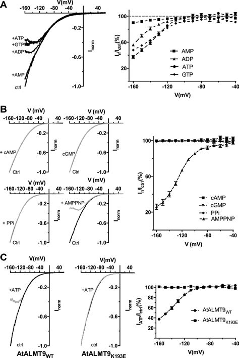 Effect Of The Non Hydrolysable Nucleotide Amppnp And Different Download Scientific Diagram