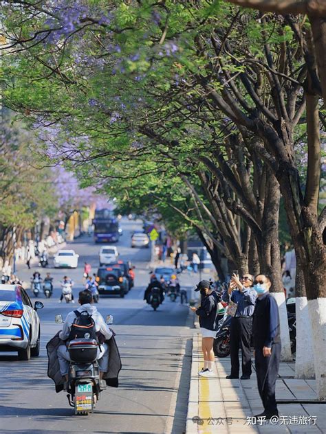 昆明蓝花楹赏花正当时教场中路打卡去附攻略 知乎