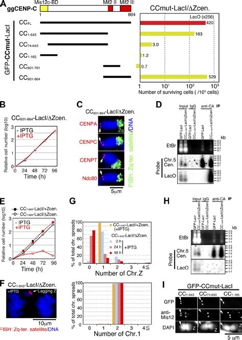 Characterization Of The Cenp Cderived Kinetochores A Diagram