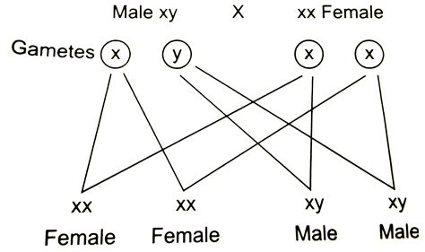 Sex Determination In Humans