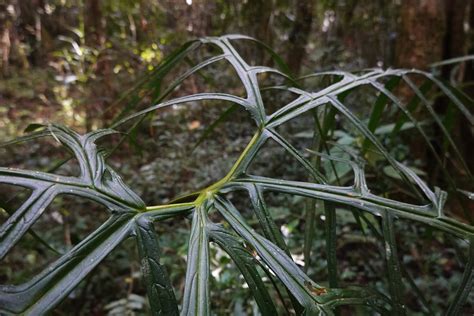Leaf Colors And Structures 3 Mur Vegetal Patrick Blanc