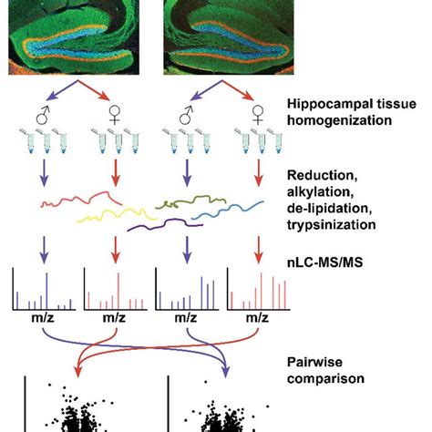 Overview Of Label Free Proteomics Workflow And Analysis Workflow Download Scientific Diagram