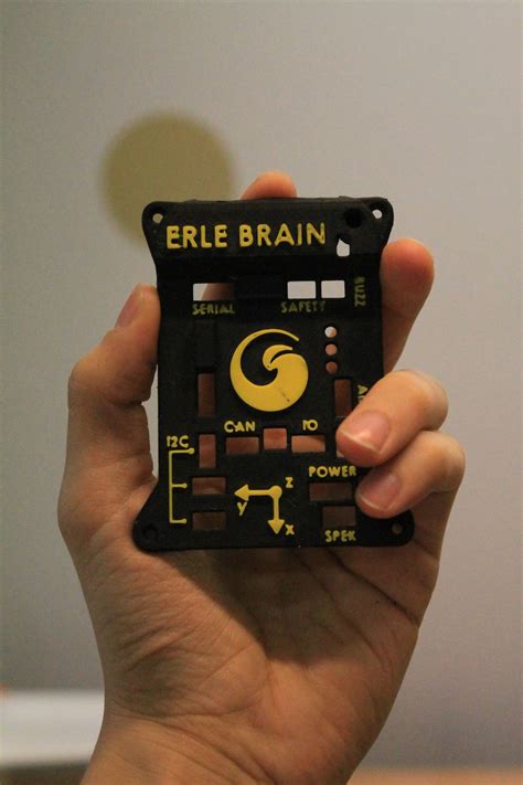 erle brain