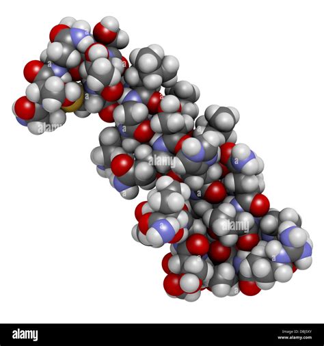 Calcitonin Structure