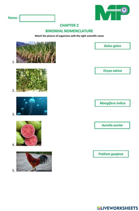 Binomial Nomenclature Worksheet Live Worksheets Worksheets Library
