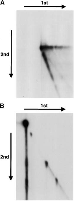 Plasmid Transformation Measures DSBR DNA From Infected Cells Was Download Scientific Diagram