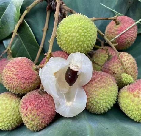 吃荔枝降血压是真的吗？科学解析荔枝与血压健康的关系 一亩田