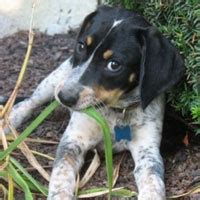 Bluetick Coonhound Owner S Guide