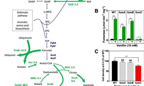 Free Printable Shipping Label Template New Proteomic Profiling Transcription Factor Modeling And