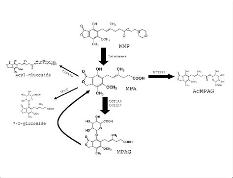 Metabolic Pathway Of Mycophenolate Mofetil Mmf Mmf Is Hydrolyzed To Download Scientific