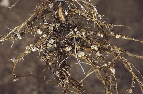 Soybean Root Nodules Soybean Disease Detection Tool Gets New Backing
