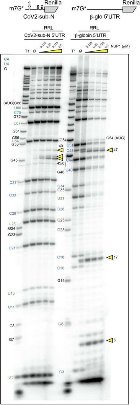 The Cartoons R Epr Esent The Mrnas Used For The Rna Degradation Assay Download Scientific