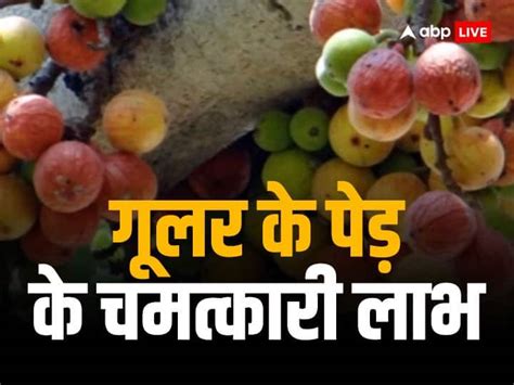 Gular Tree Kuber Shukra Grah Connection Gular Ke Ped Upay Significance Gular Ke Upay गूलर के
