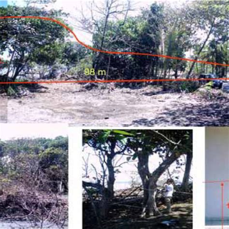 Pdf Performance Of Mangrove In Tsunami Resistance