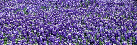 Llano Images – Browse 41 Stock Photos, Vectors, and Video | Adobe Stock