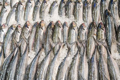 Freezers Are Not Required In This Siberian Fishing Market! » Yodoozy®