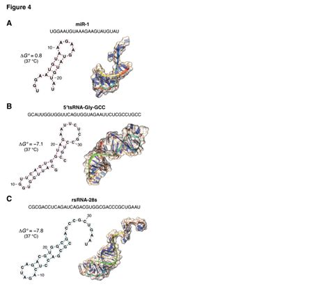 Predicted Secondary And Tertiary Structures For Individual Sncrna Download Scientific Diagram