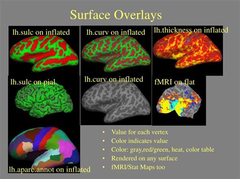 Ppt Introduction To Freesurfer Surfernmrmghharvard Powerpoint