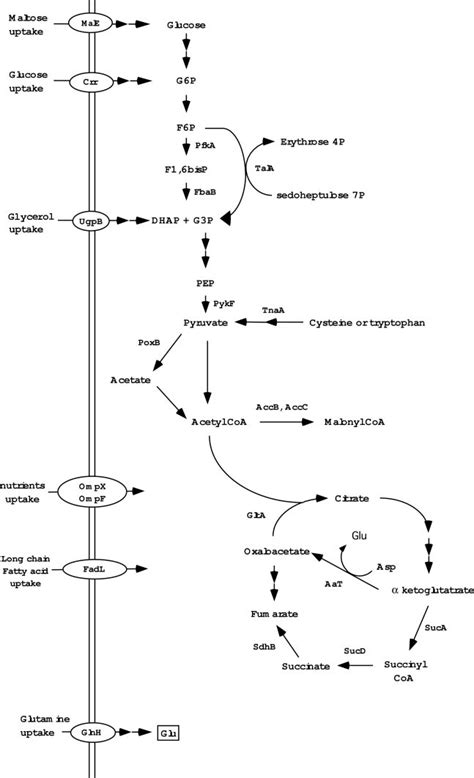 Schematic Representation Of The Metabolic Pathways Including The