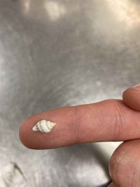 Tiny Shell I Found R Mildlyinteresting