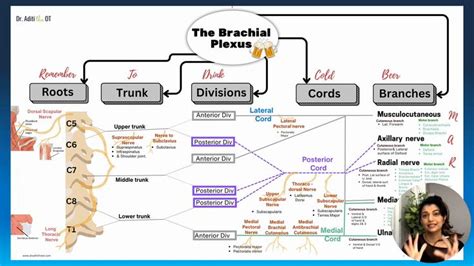 Brachial Plexus Explained Using A Mind Map In 2025 Plexus Products How To Memorize Things