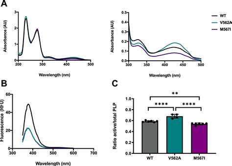 Elucidating The Role Of Human Alas2 C Terminal Mutations Resulting In