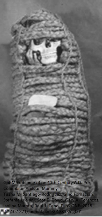 Turicibacter Microbiome Blog The American Microbiome Institute