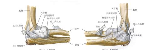 肘关节恐怖三联征不再恐怖