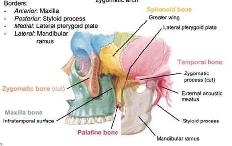 Infratemporal Fossa Flashcards Quizlet