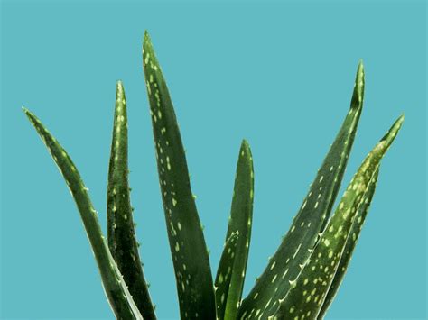 Aloe For Male Enhancement Is It Safe And Does It Work