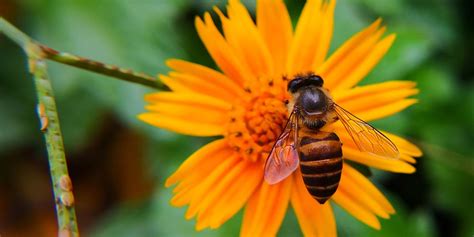 Tijd Voor Biodiversiteit Cursus Terranext