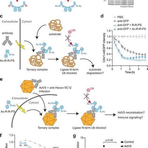 Substrate Ubiquitination Parallels Substrate Degradation During