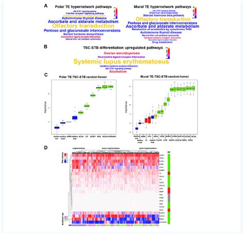 Endometrial Epithelial Cell Eec Interacting Trophectoderm Te Gene Download Scientific