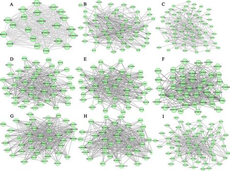 Visualization Of Breed Specific Gene Coexpression Networks In Prenatal Download Scientific