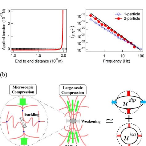 A Theoretical Force Distance Curve Of An Actin Filament B Download Scientific Diagram