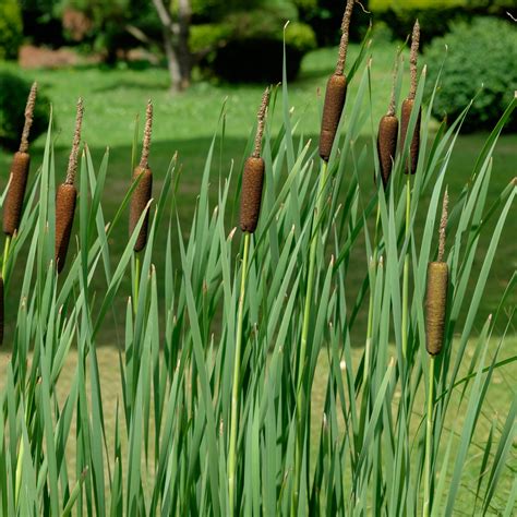 Камыш и рогоз (Большое количество фото) - treepics.ru