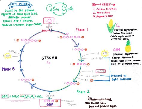 Biology Studyblr
