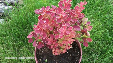 Самый декоративный,карликовый барбарис тунберга Адмирейшн.Посадка ...