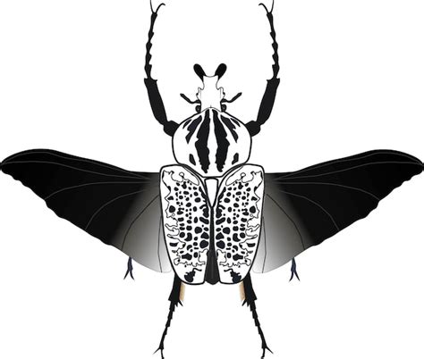 Premium Vector Goliath Beetle Vector Hand Drawn Illustration